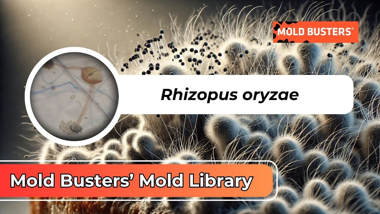Rhizopus Oryzae: The Mold You Didn’t Know You Needed! 🍞🦠