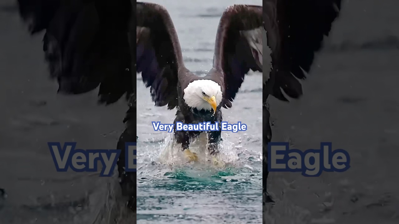 Very Smart Eagles