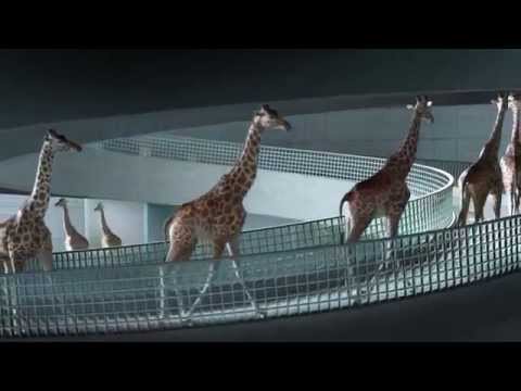 Giraffe Diving Team | animalpalooza