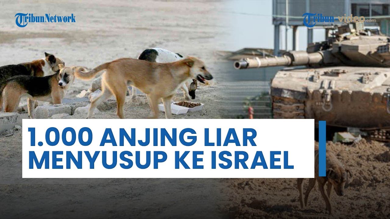 Ribuan Anjing Liar Menyusup ke Israel, Dikabarkan Berasal dari Jalur ...