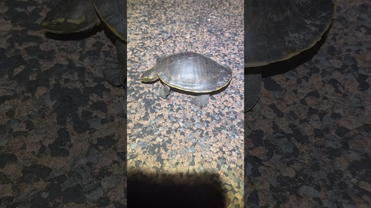 I FOUND THE WORLDS FASTEST TURTLE?! #shorts