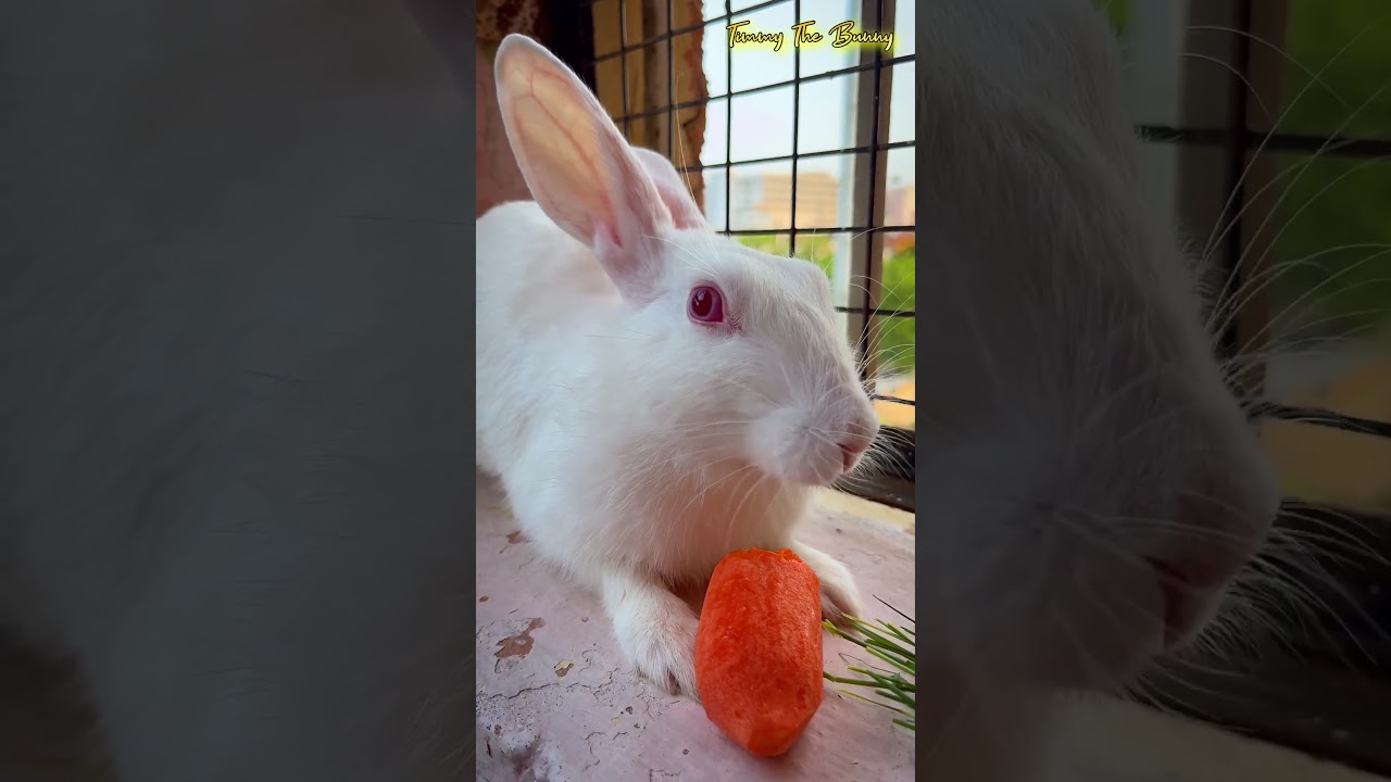 cute rabbit eating carrot 🐇🐇  #bunny #cute #rabbit #cuteanimals #pets