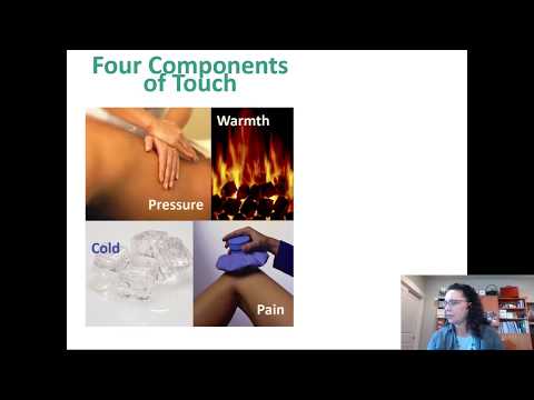 Introductory Psychology Sensation & Perception: Touch, Taste, Smell, & Balance