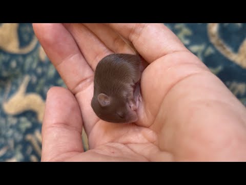 What I've learnt raising baby mice | Tips for first time breeders