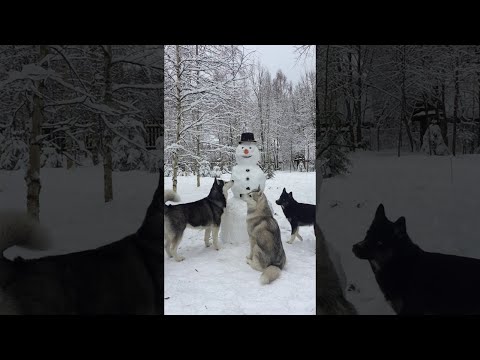 Husky Steals Snowman's Carrot || ViralHog