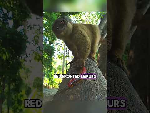 fascinating animal facts that were kept a secret from you!