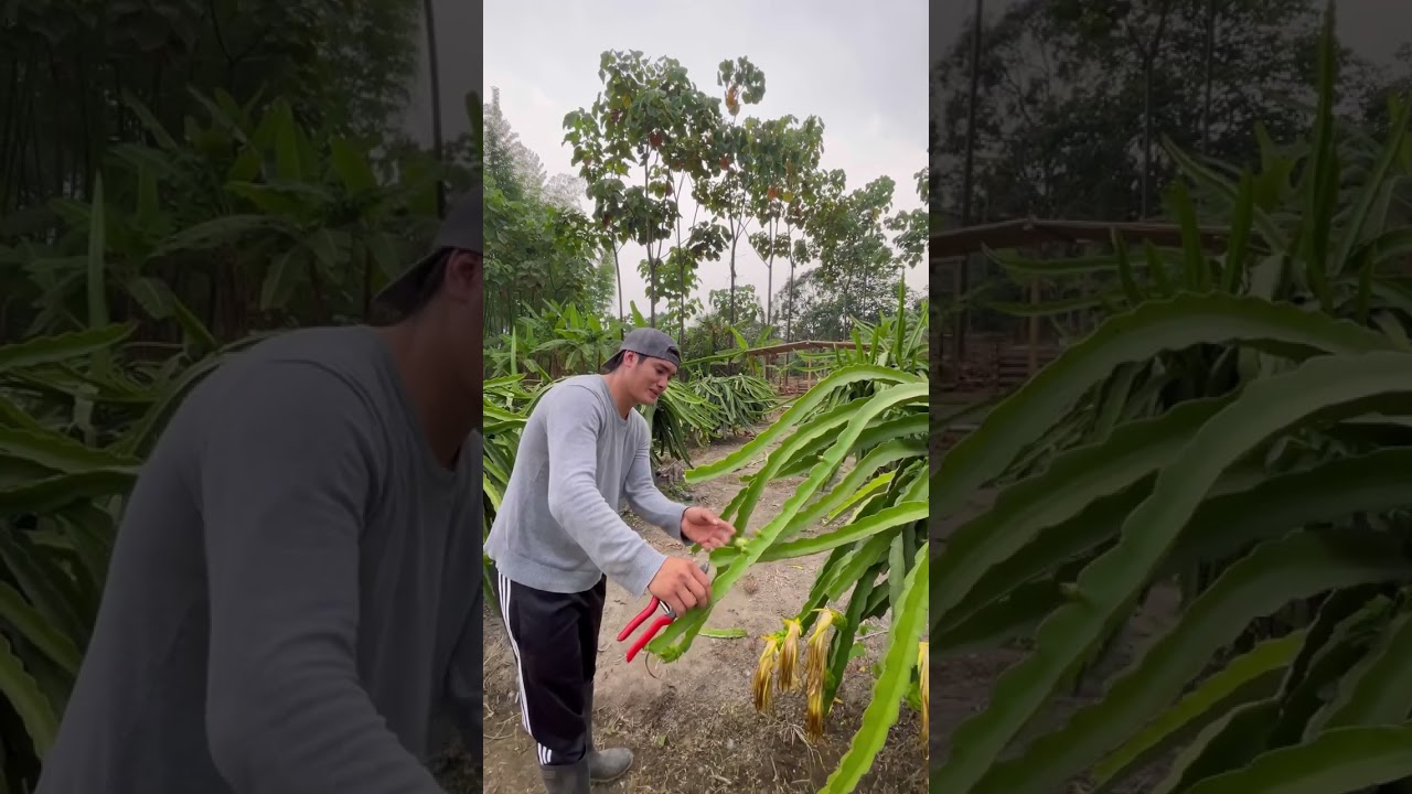 Trick to make your pitahaya start bearing fruit
