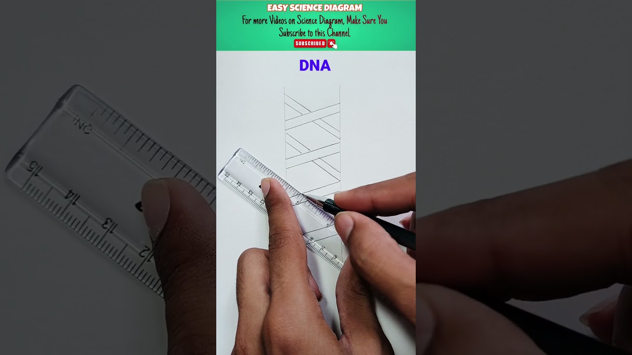 How to draw double DNA  helix Diagram #DNA #helixdiagram #sciencediagram
