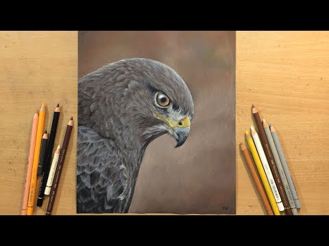 Colored Pencil Drawing of a Hawk