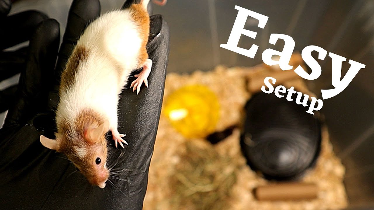 Easy Mouse Breeding Setup (Under $50)