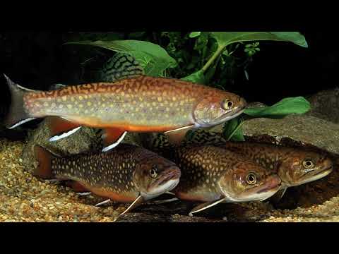 Learn All About the Brook Trout!