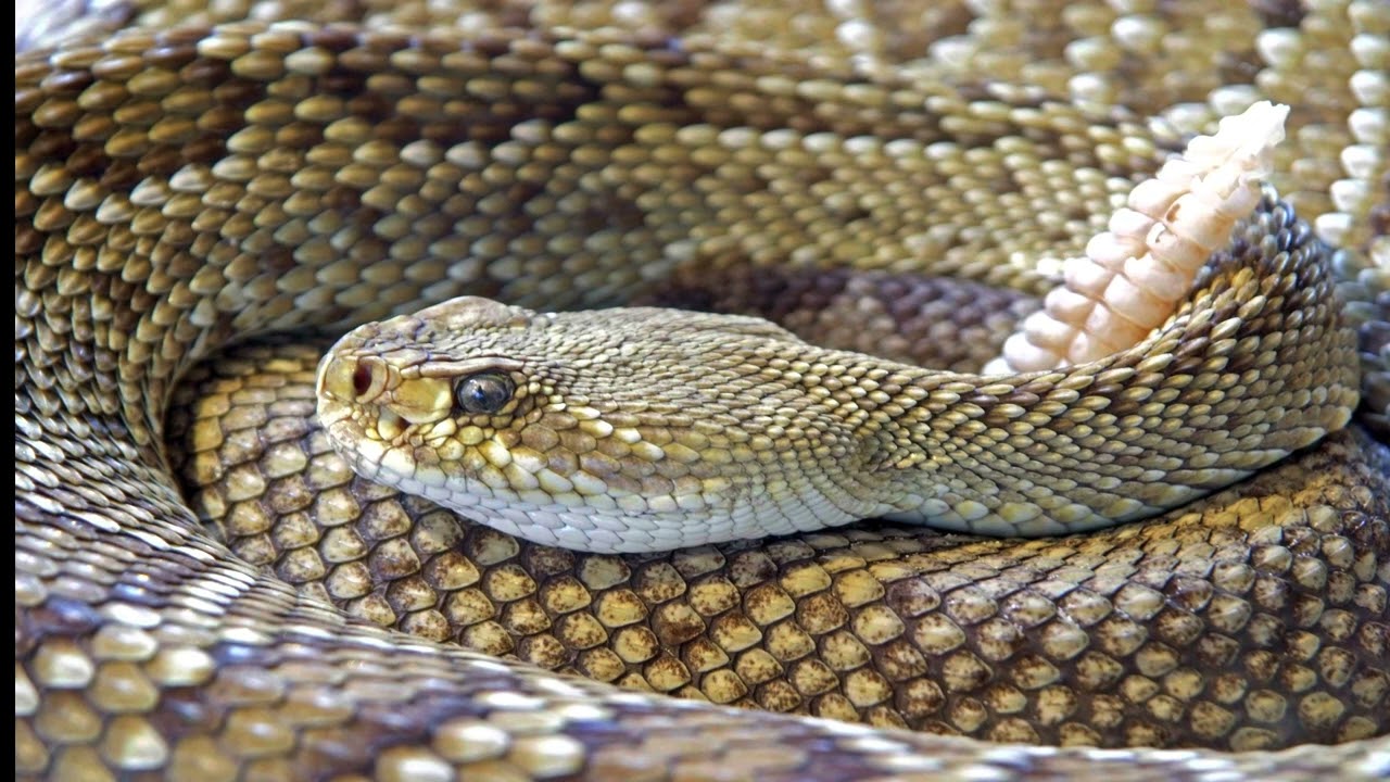 Rattlesnake sounds 1 hour