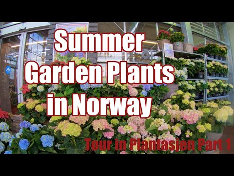 Summer Garden Plants in Norway | Tour in Plantasjen (Part 1)
