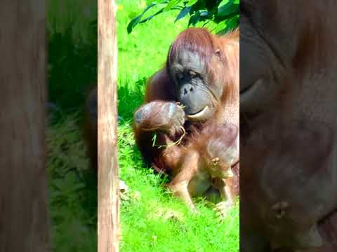 Adorable Baby Orangutan Loving Life On The Grass