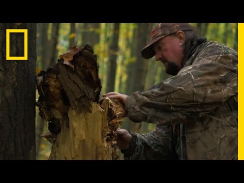 The Shroom Biz | National Geographic