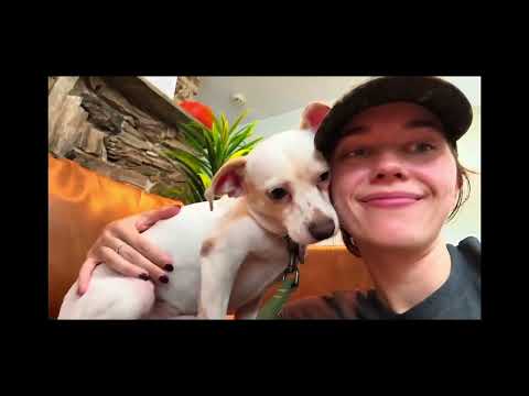 Dog for adoption - Robin the Fun Size Side Kick, a Chihuahua & Jack ...