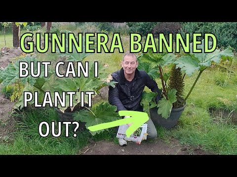 Gunnera Ban Explained (MANICATA TINCTORIA CRYPTICA)