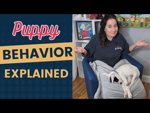 Canine Body Language - Puppy Behaviors Explained