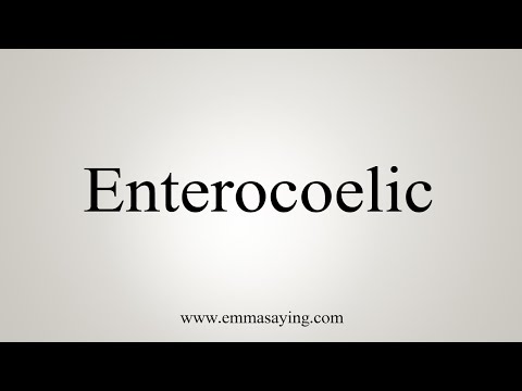 How To Say Enterocoelic