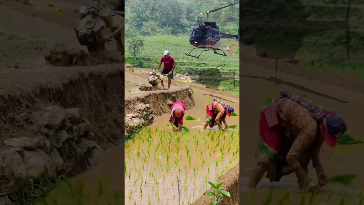 Nepali agricultural Lifestyle #agriculture #nepali #lifestyle