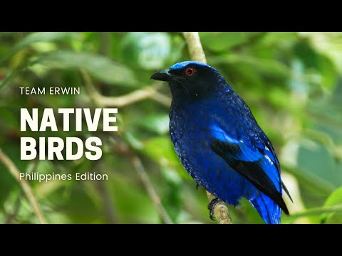 10 Native Birds in the Philippines