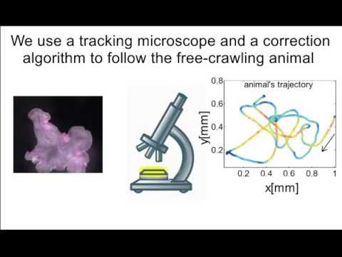 Ultrafast Epithelial Contractions provide insight into Contractin Speed Limits and Tissue Integrity