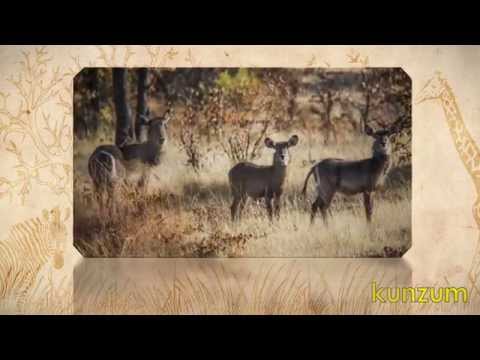 Livingstone, Zambia: Safari Time in Mosi-oa-Tunya National Park | WILDLIFE