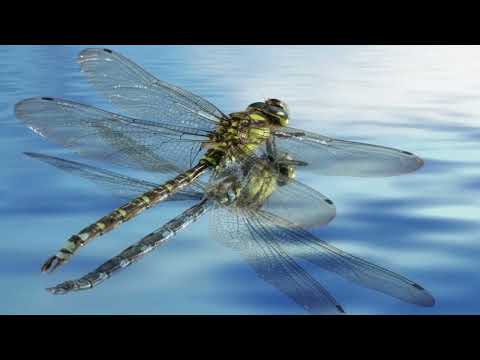 Twin Flame: Dragonfly Spiritual Meaning