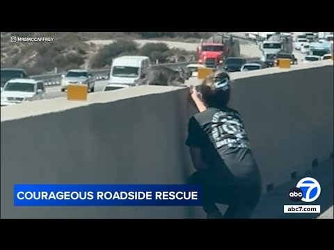 DAme 👀 shares ~ Courageous cat rescue in the middle of the Cajon Pass ...