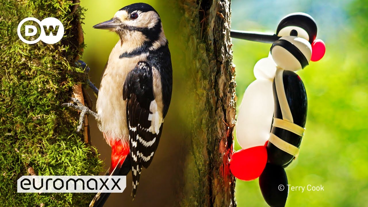 Balloon Art - Making Balloon Birds That Look Like Real Life Birds | Artist Terry Cook | DW Euromaxx