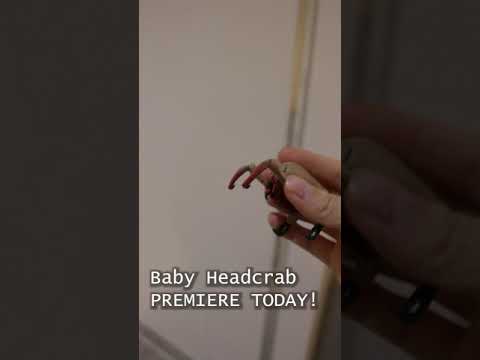 Steam Community :: Video :: BABY HEADCRAB DAY
