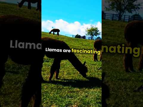 |About_Lama's🐑😌|#lama #lamas #animals#sheepbreeds #sheep #trending #facts #usa #mexico #india#shorts