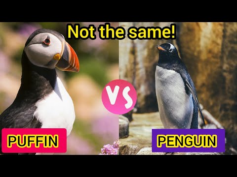 10 Difference between Puffin and penguin.