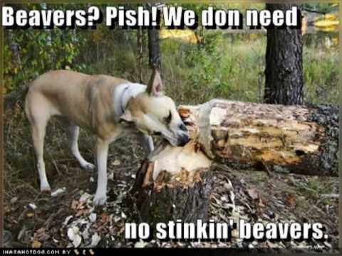 Funny Cats! The most hilarious pictures of funny cats , even better wif capshuns! xD