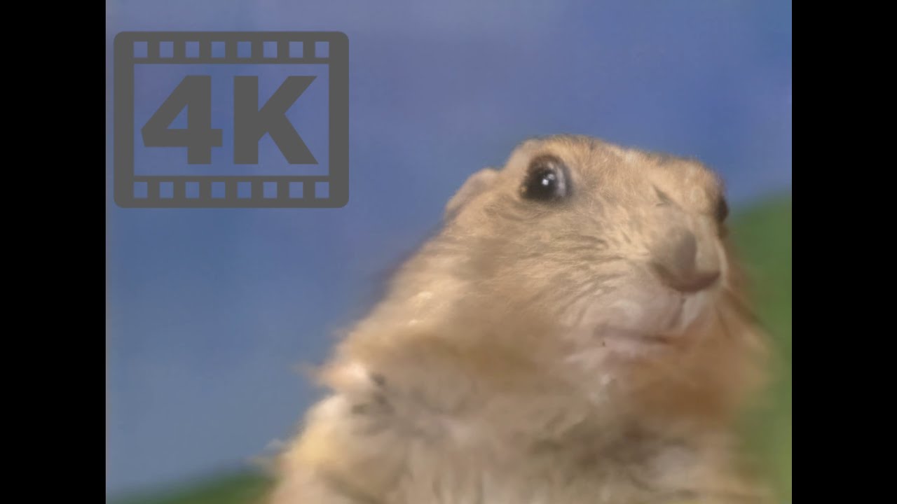 Dramatic Gopher 4k + AI Upscale