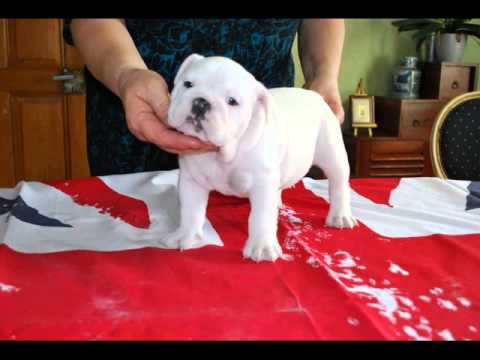 Honey Girl chiot femelle bulldog anglais blanche