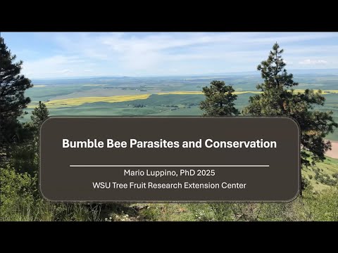 Mario Luppino | Bumble Bee Parasites and Conservation
