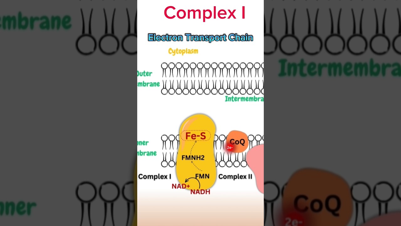 Complex 1 of Electron Transport Chain #biology