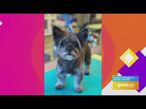 GDL: See Spot Snapshots on Great Day Live