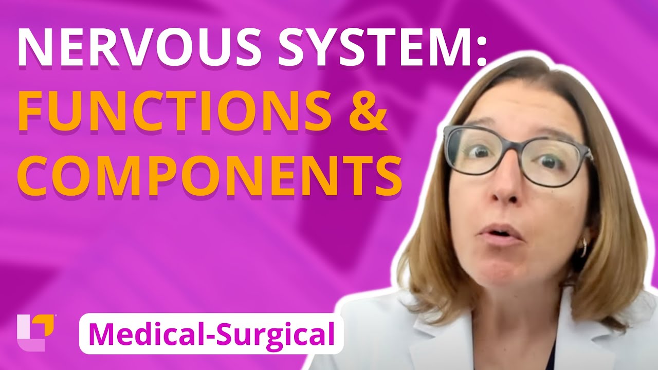 Nervous System: Functions and Components - Medical-Surgical | @LevelUpRN