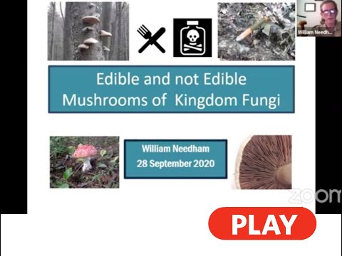Edible and Non Edible Mushrooms of the Kingdom Fungi