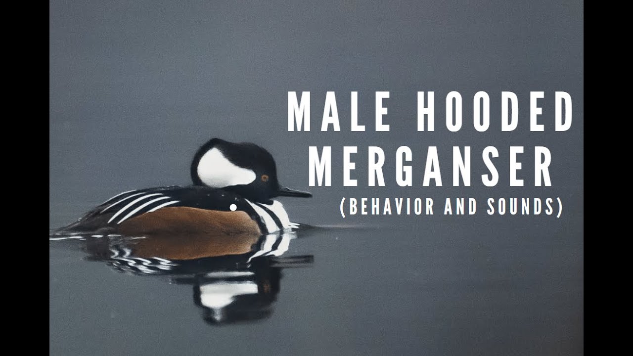 Hooded Merganser (sounds and behavior)