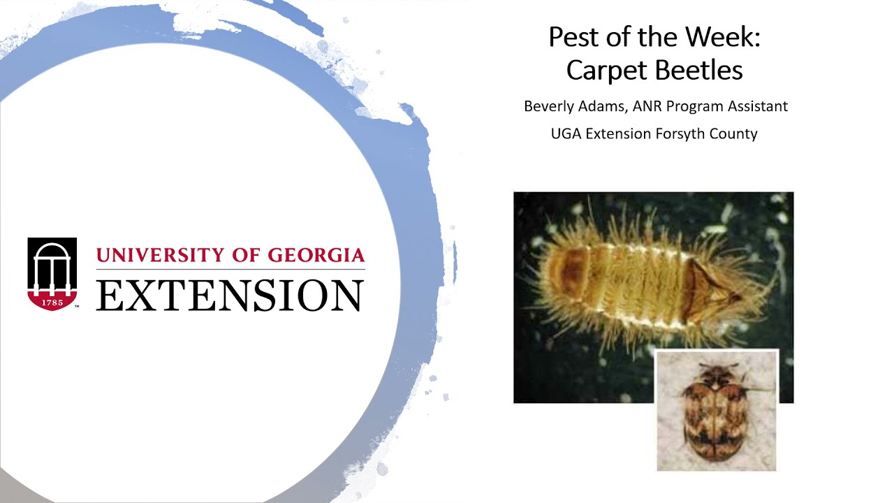 Pest of the Week: Carpet Beetles