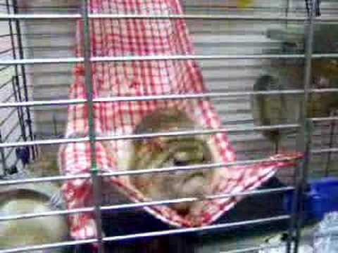 Pet rat boggling