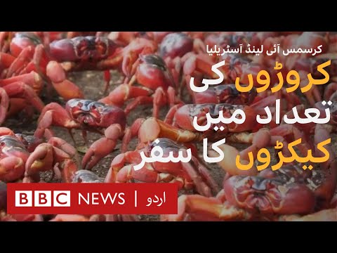 Millions of Red Crabs Migrating In Australia - BBC URDU