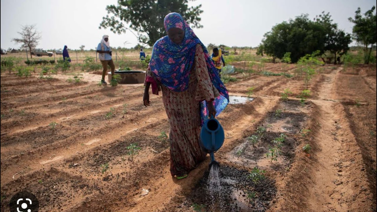 le maraîchage au sénégal - un secteur très rentable | Reportage