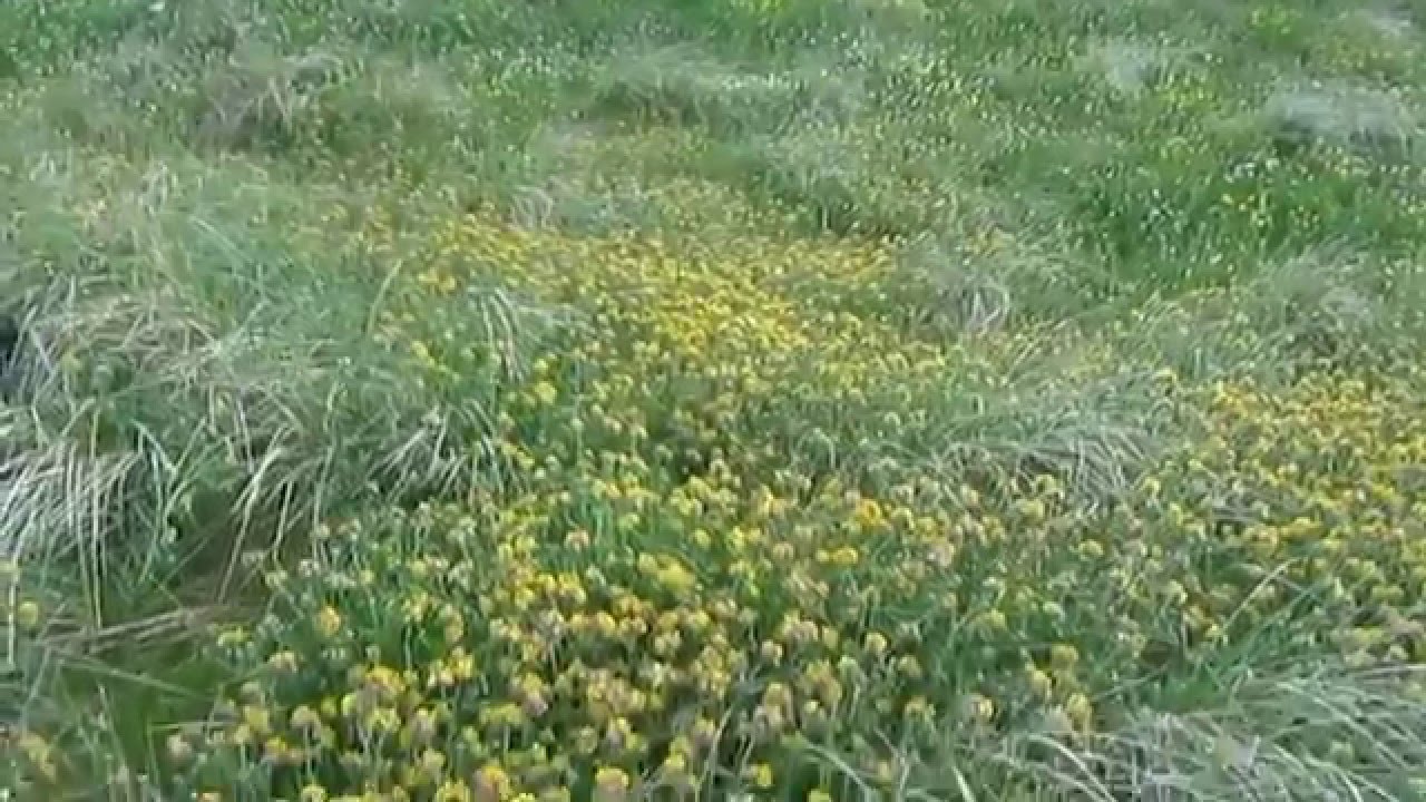 Great Yellow Bumblebee