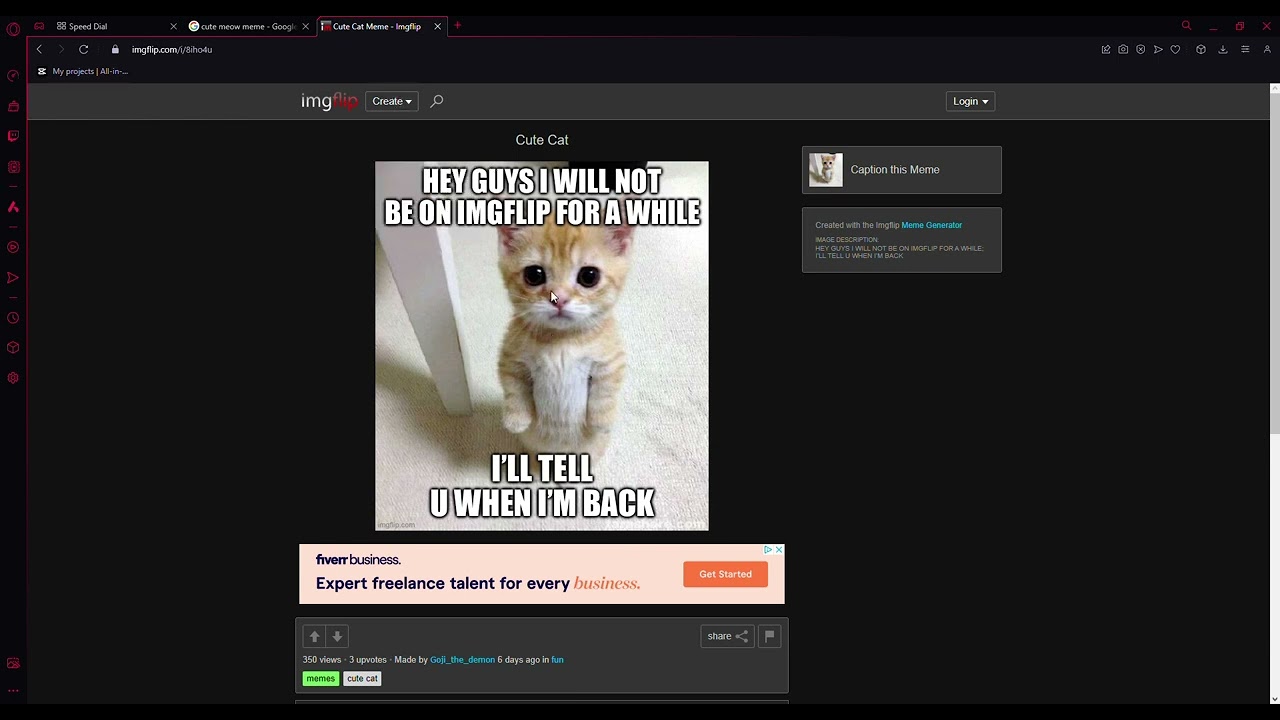 Cute Cat Meme   Imgflip