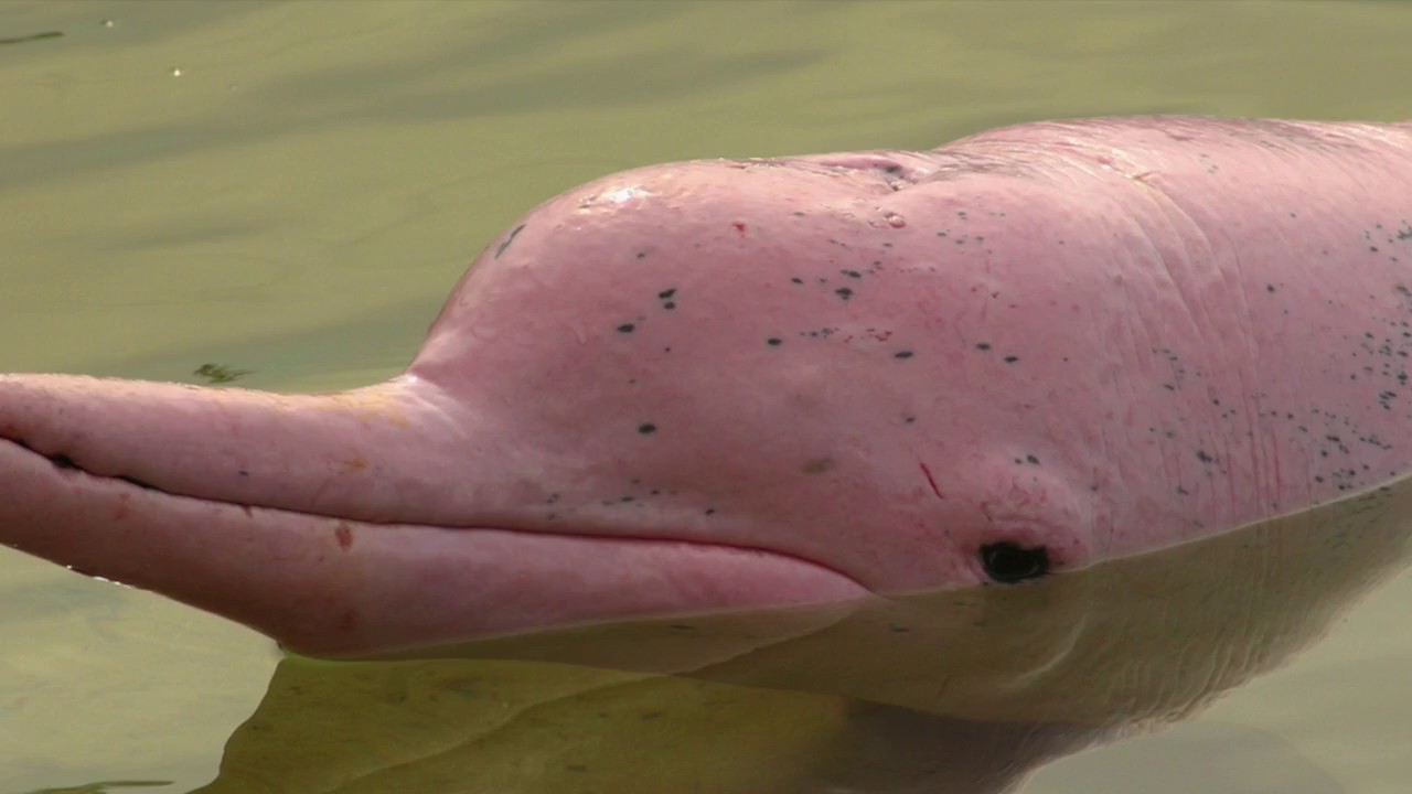 15 Facts about the Indo-Pacific Humpbacked Dolphin