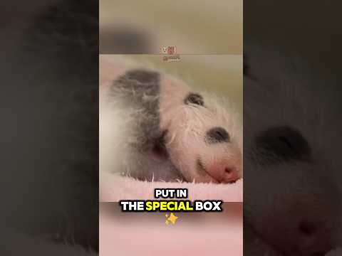 Panda Mom is Giving Birth to Twins🐼 #shorts